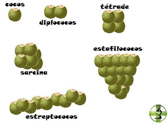 Morfologia bacteriana - Coco | Biomedicina Padrão